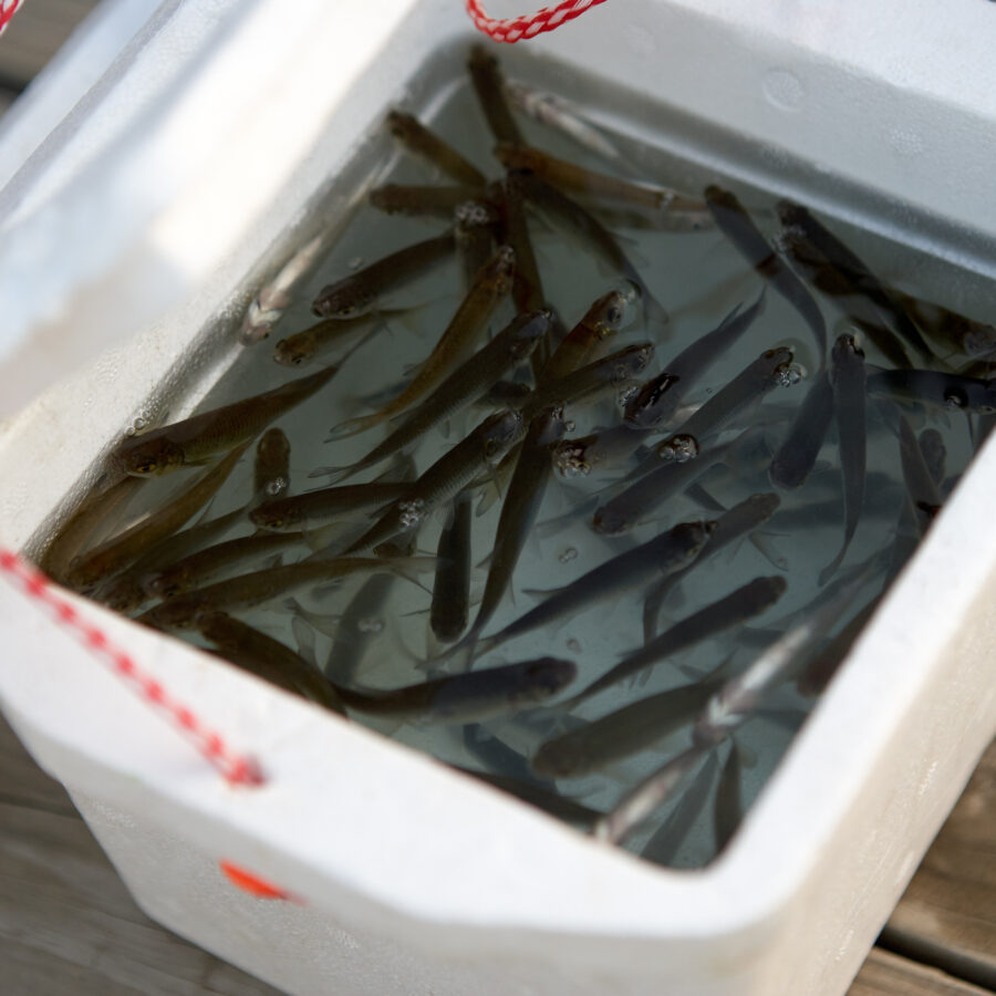 General Store - PK General Store